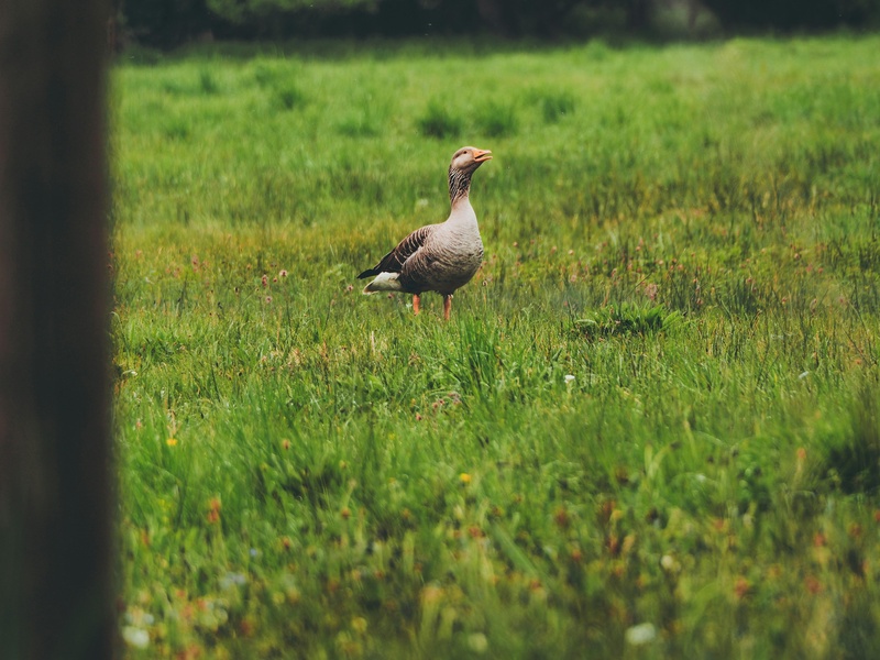 Birds of Romania: The Complete List - Flora Fauna Fun