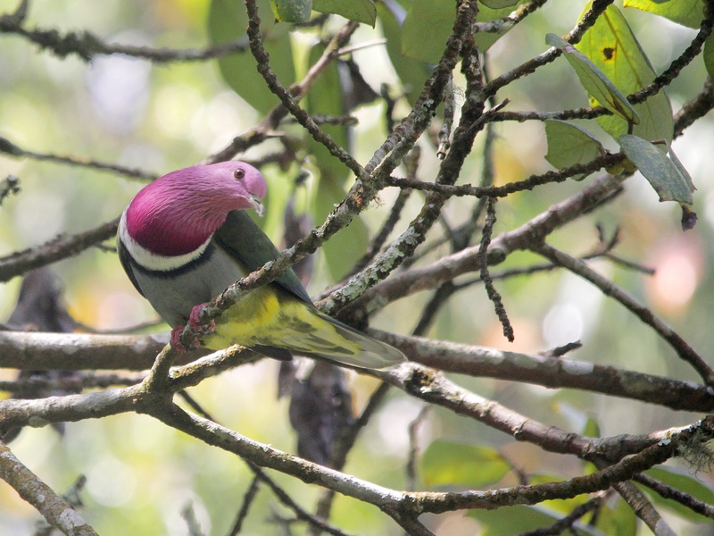 The Complete List of Pink Birds - Flora Fauna Fun
