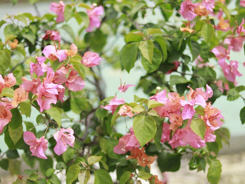 The Complete List of Flowers That Start With P - Flora Fauna Fun