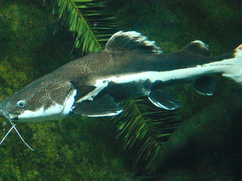 Fish of Guyana: The Complete List - Flora Fauna Fun