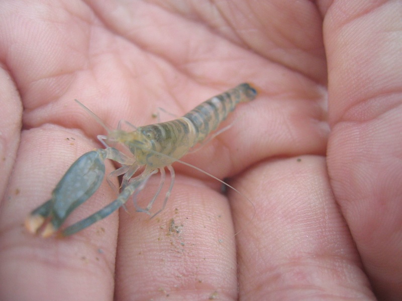 List of Crustacean Examples - Flora Fauna Fun