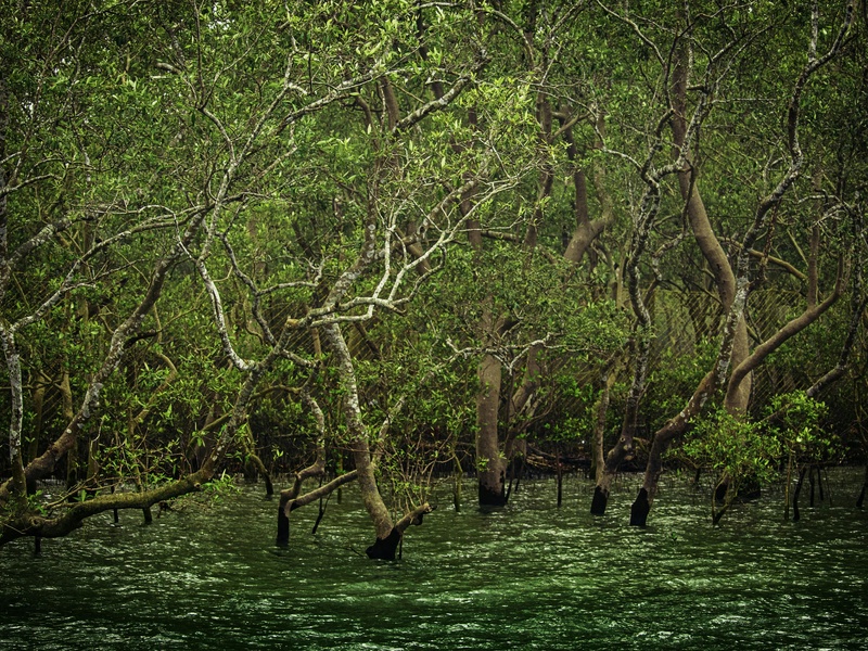 List of Micronesia's Native Animals - Flora Fauna Fun