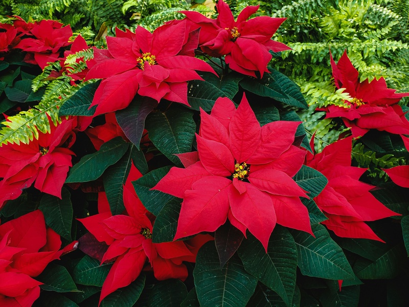The Complete List of Flowers That Start With P - Flora Fauna Fun