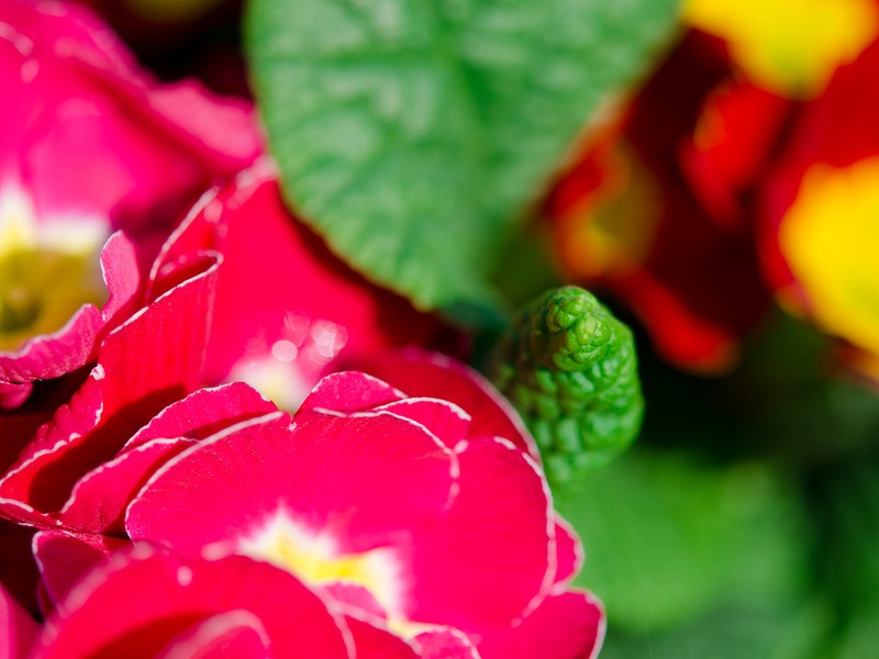 The Complete List of Flowers That Start With P - Flora Fauna Fun