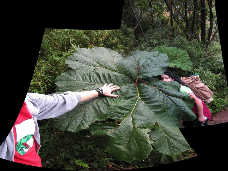 Plants of Panama - Flora Fauna Fun