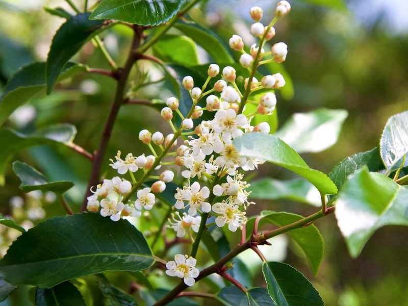 List of Plants of Portugal - Flora Fauna Fun