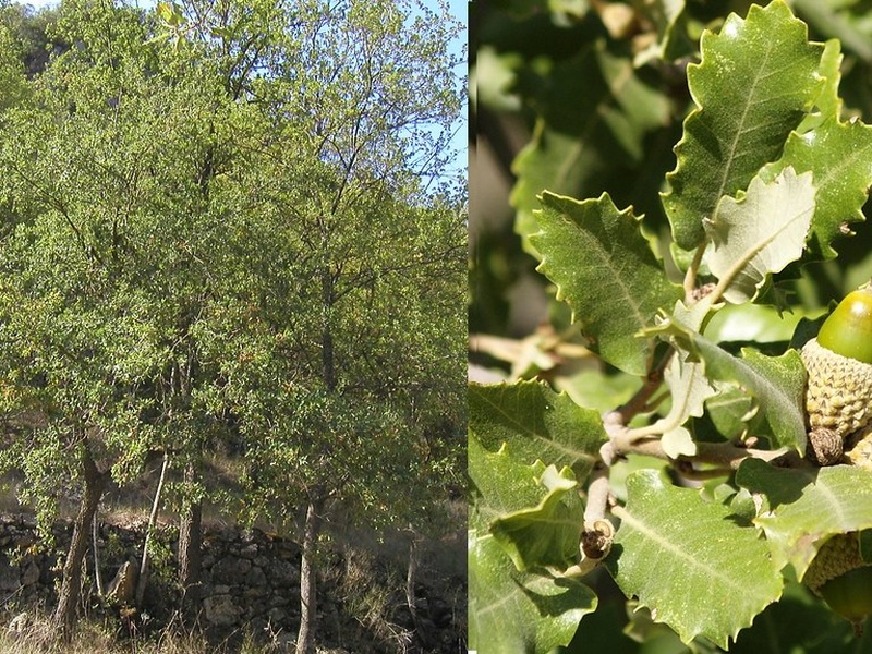 Trees of Spain: The Complete List - Flora Fauna Fun