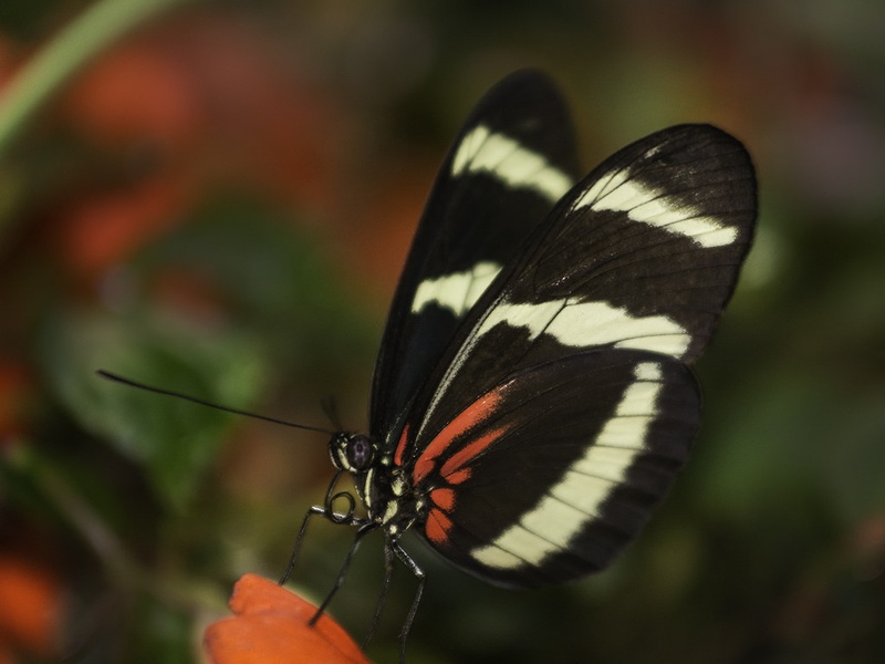 List of Amazon Rainforest Insects - Flora Fauna Fun