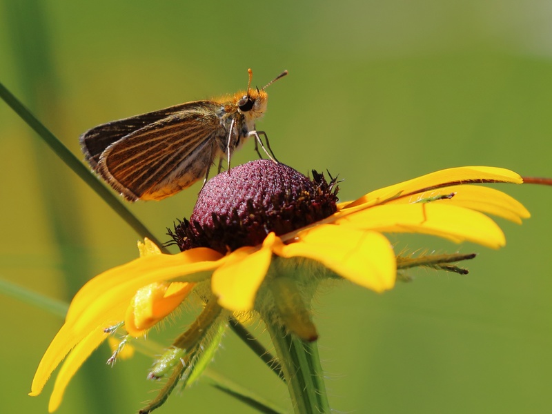 The Complete List of Endangered Prairie Animals - Flora Fauna Fun