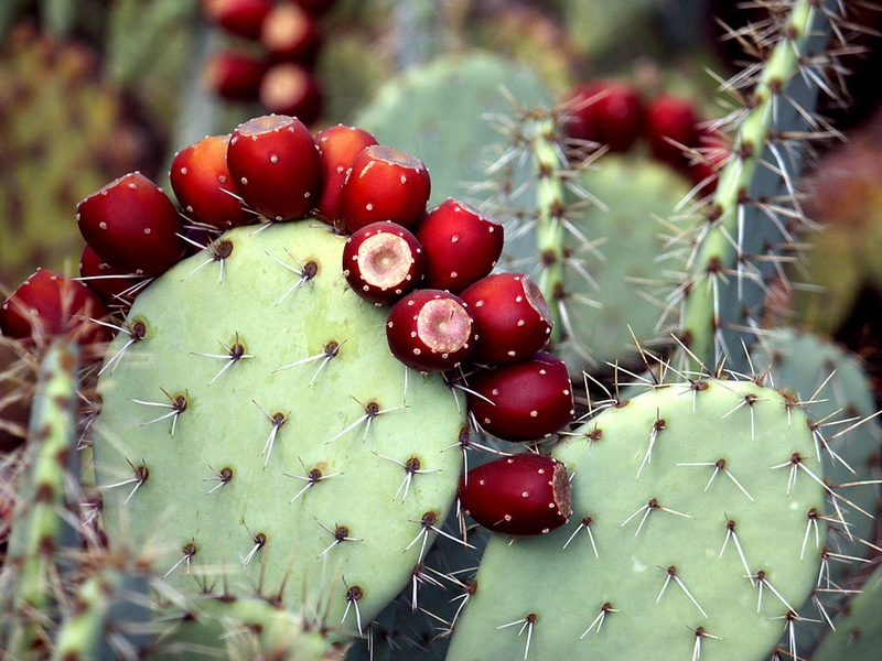 Plants of Israel: The Complete List - Flora Fauna Fun