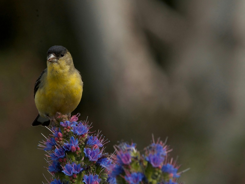 List of Plants of Portugal - Flora Fauna Fun