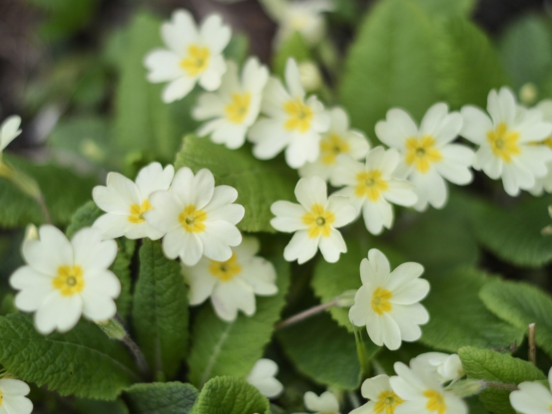 The Complete List of Flowers That Start With P - Flora Fauna Fun