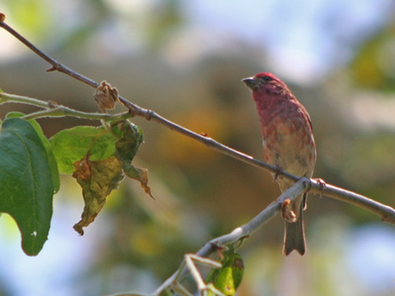 The Complete List of Pink Birds - Flora Fauna Fun