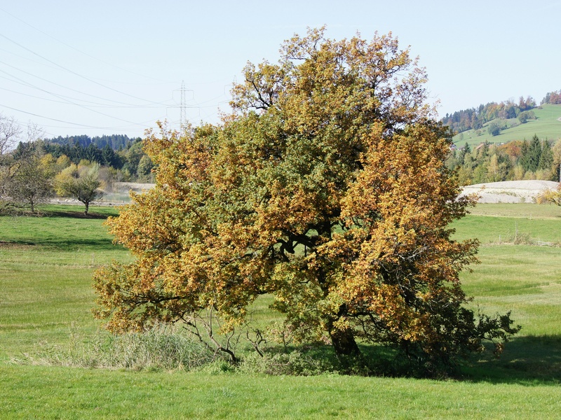 Trees of Spain: The Complete List - Flora Fauna Fun