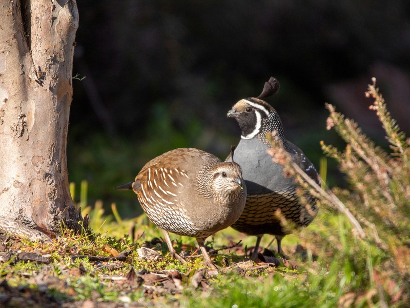 The Complete List of Common Animals That Start With Q - Flora Fauna Fun