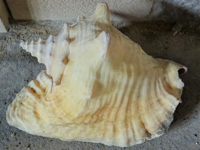 Animals of Antigua and Barbuda: The Complete List - Flora Fauna Fun