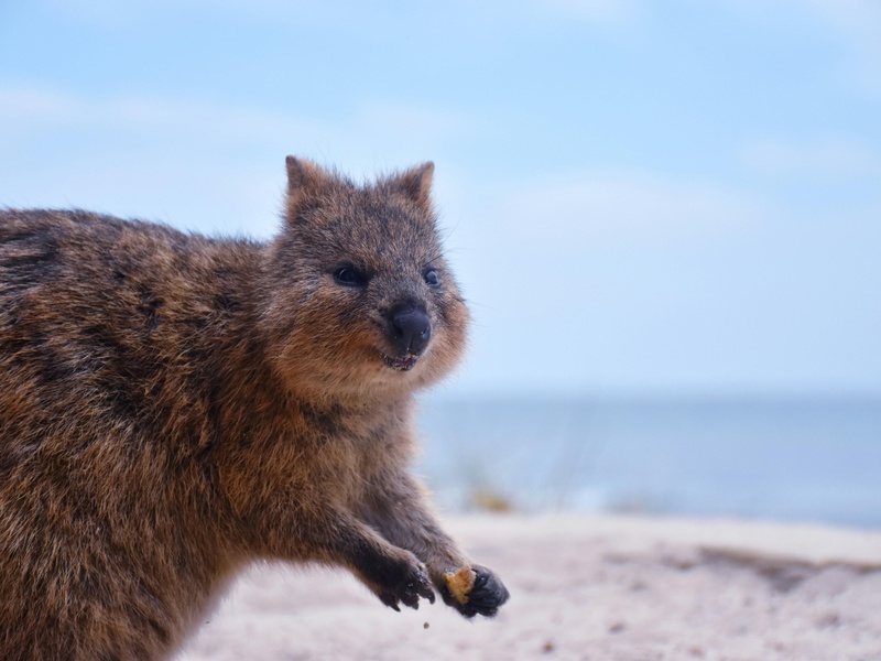 The Complete List of Common Animals That Start With Q - Flora Fauna Fun