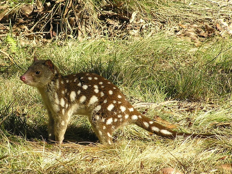 The Complete List of Common Animals That Start With Q - Flora Fauna Fun