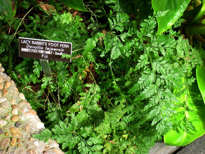 Cute Plants: The Complete List - Flora Fauna Fun