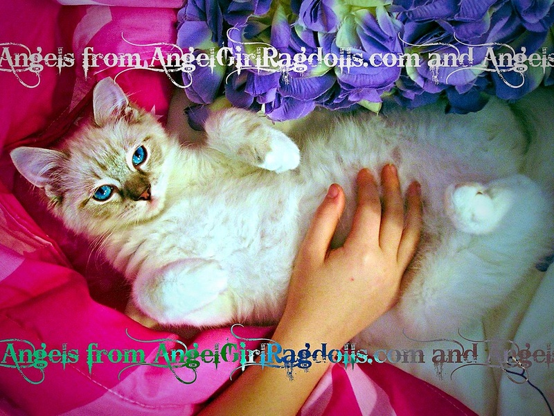 Odd-Eyed Cat Breeds: The Complete List - Flora Fauna Fun