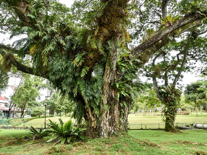 Nicaragua's Native Plants: The Complete List - Flora Fauna Fun