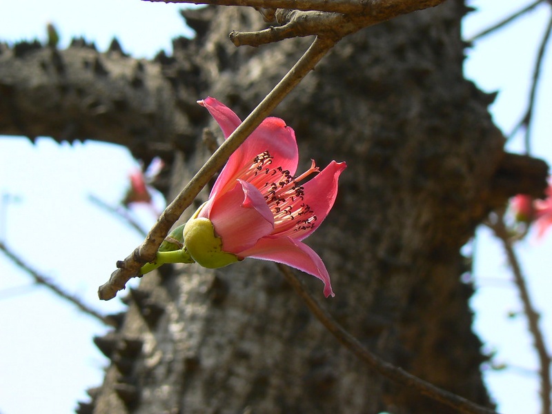 The Complete List of Senegal's Native Plants - Flora Fauna Fun