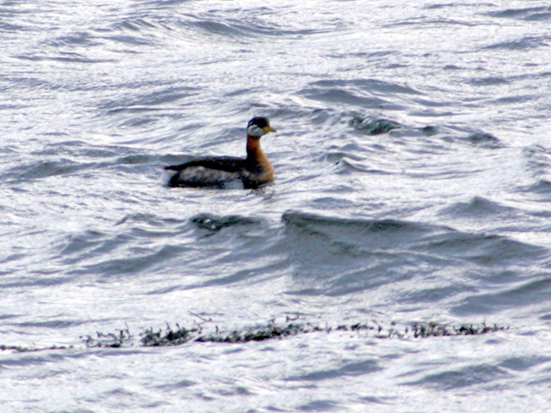Birds of Romania: The Complete List - Flora Fauna Fun