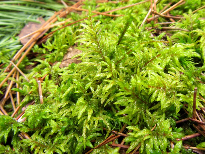 List of Moss Examples - Flora Fauna Fun