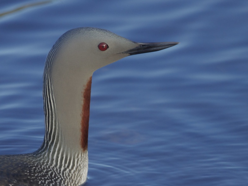 Birds of Romania: The Complete List - Flora Fauna Fun