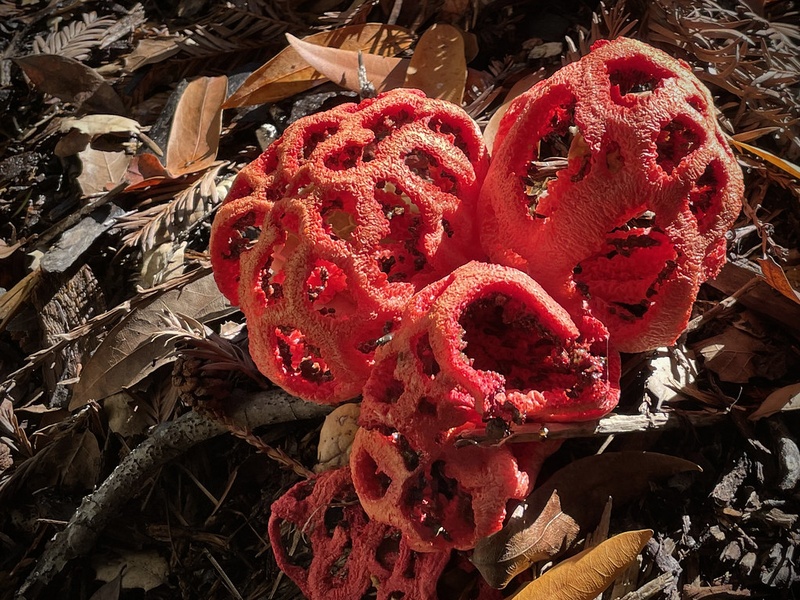 List of Savanna Fungi - Flora Fauna Fun