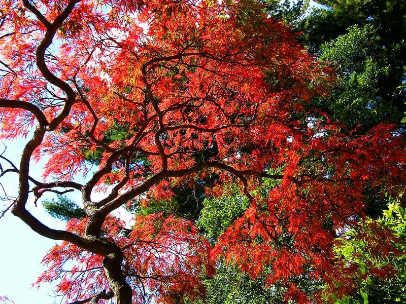The Complete List of Florida Swamp Plants - Flora Fauna Fun