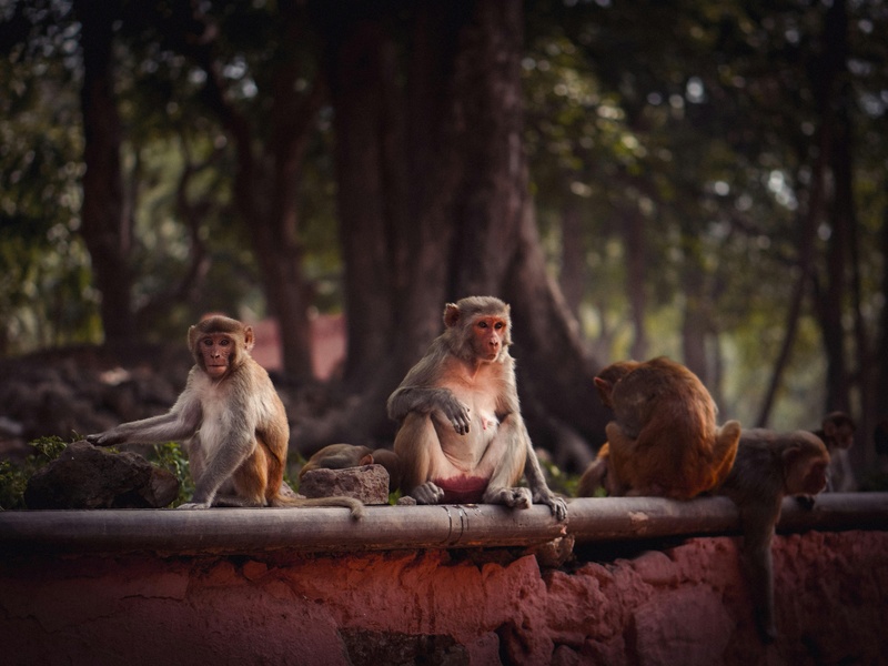 Primate Examples: The Complete List - Flora Fauna Fun