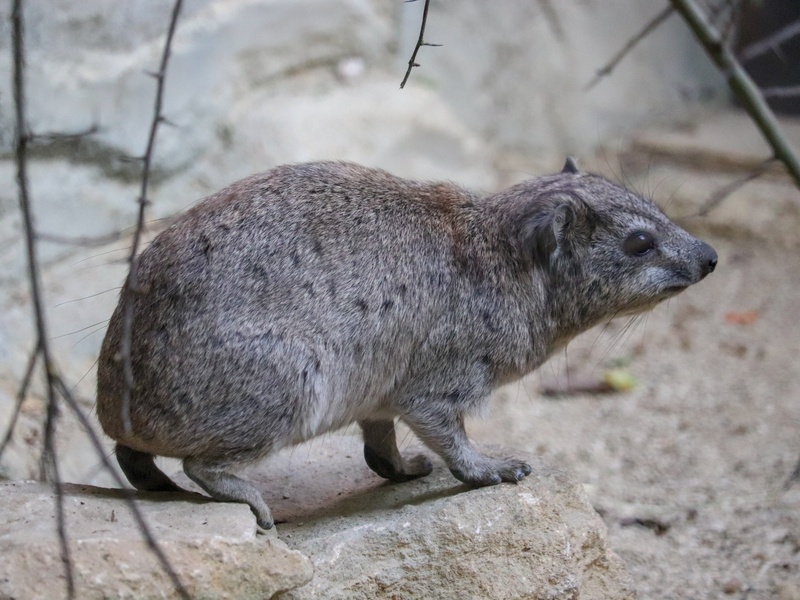 List of Djibouti's Native Animals - Flora Fauna Fun