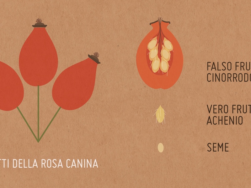 Forest Fruits: The Complete List - Flora Fauna Fun