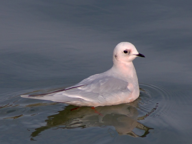 The Complete List of Pink Birds - Flora Fauna Fun