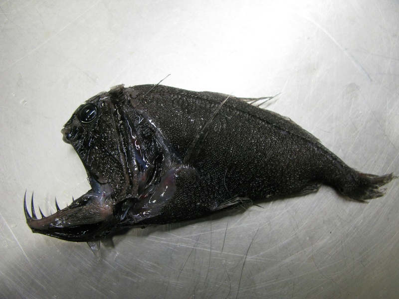 List of Fish of the Republic of the Congo - Flora Fauna Fun