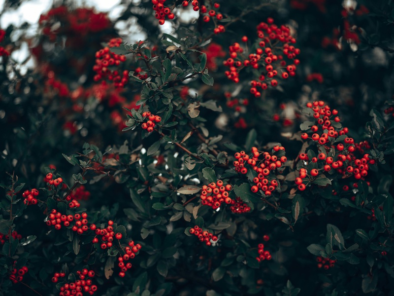 Trees of Denmark: The Complete List - Flora Fauna Fun