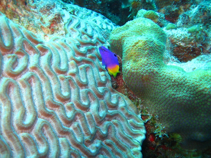 List of Cute Fish - Flora Fauna Fun
