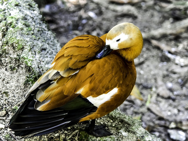 The Complete List of Invasive Species in Japan - Flora Fauna Fun