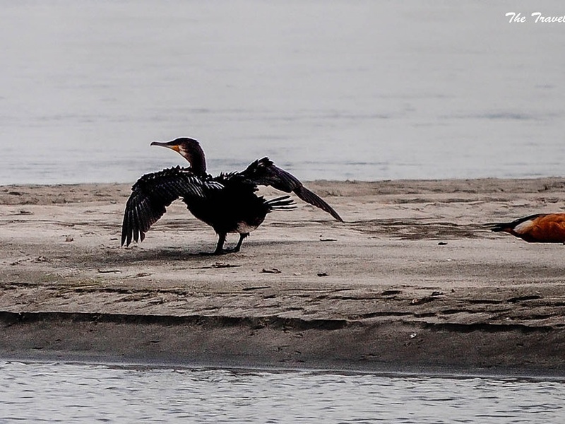 Birds of Romania: The Complete List - Flora Fauna Fun