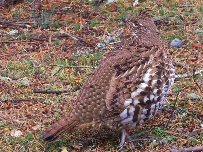The Complete List of Common Animals That Start With R - Flora Fauna Fun
