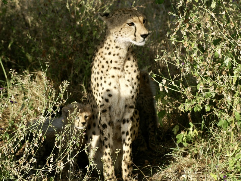 The Complete List of Animals of North Africa - Flora Fauna Fun