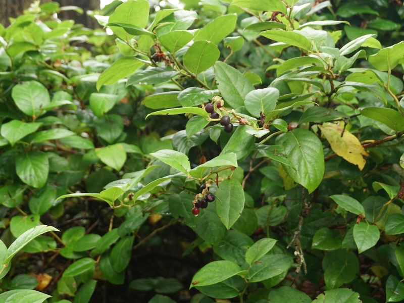 Forest Fruits: The Complete List - Flora Fauna Fun