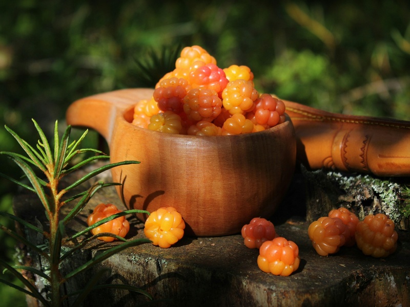 Forest Fruits: The Complete List - Flora Fauna Fun