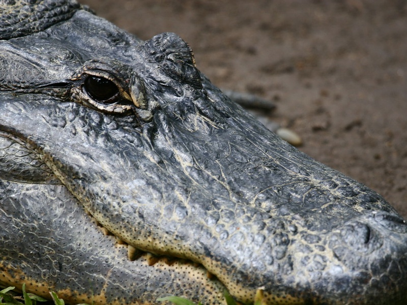 List of Micronesia's Native Animals - Flora Fauna Fun