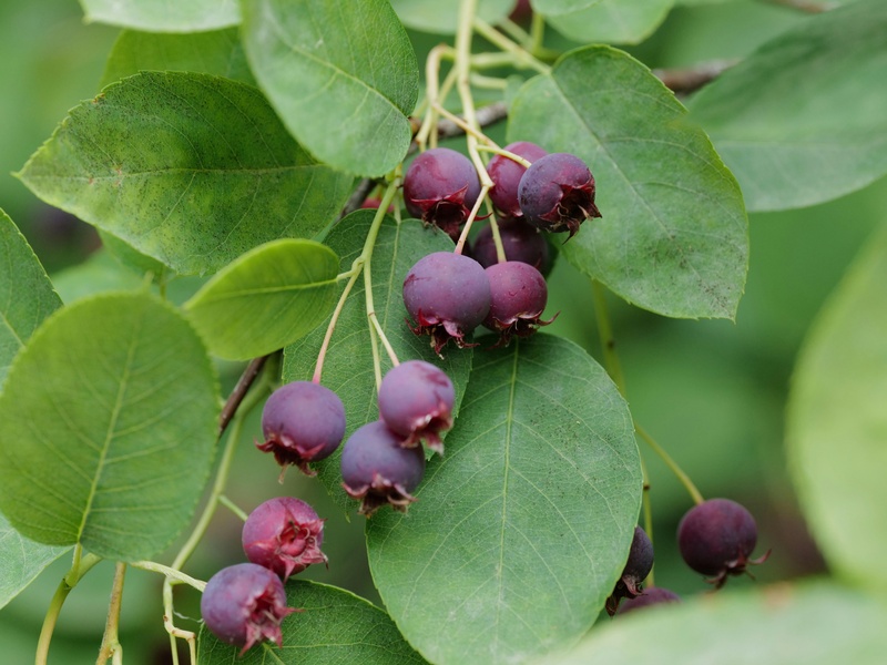 Forest Fruits: The Complete List - Flora Fauna Fun