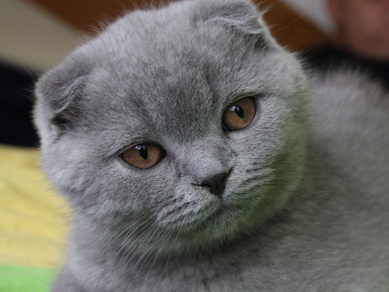 Odd-Eyed Cat Breeds: The Complete List - Flora Fauna Fun