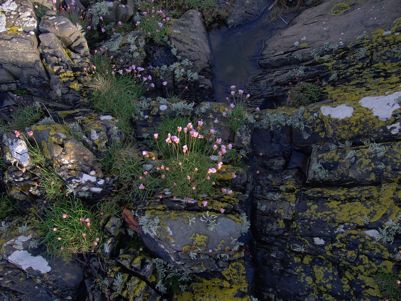 The Complete List of Wales' Native Plants - Flora Fauna Fun