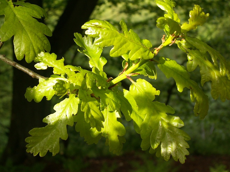 Trees of Denmark: The Complete List - Flora Fauna Fun
