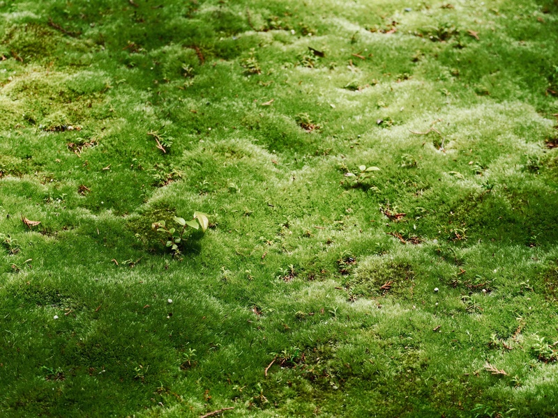 List of Moss Examples - Flora Fauna Fun